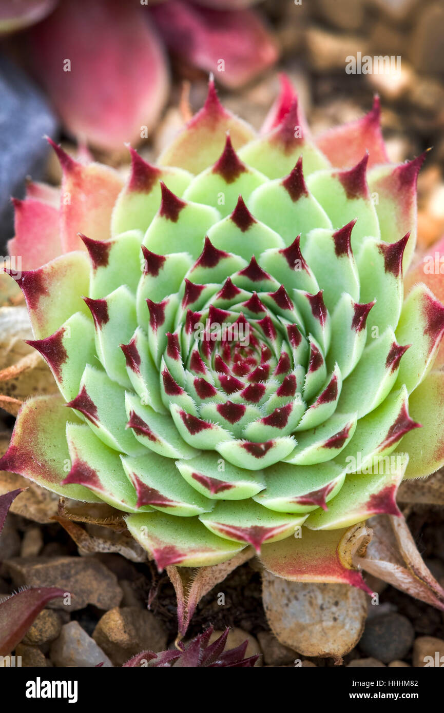 plants, plant, life, exist, existence, living, lives, live, grow, alive ...