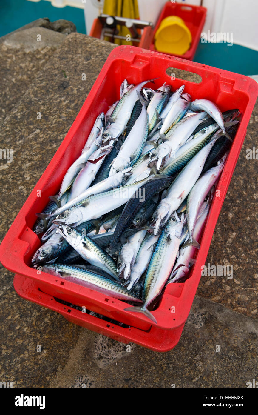 angle, fish, box, boxes, mackerel, caught, catch, fresh, angle, fish ...