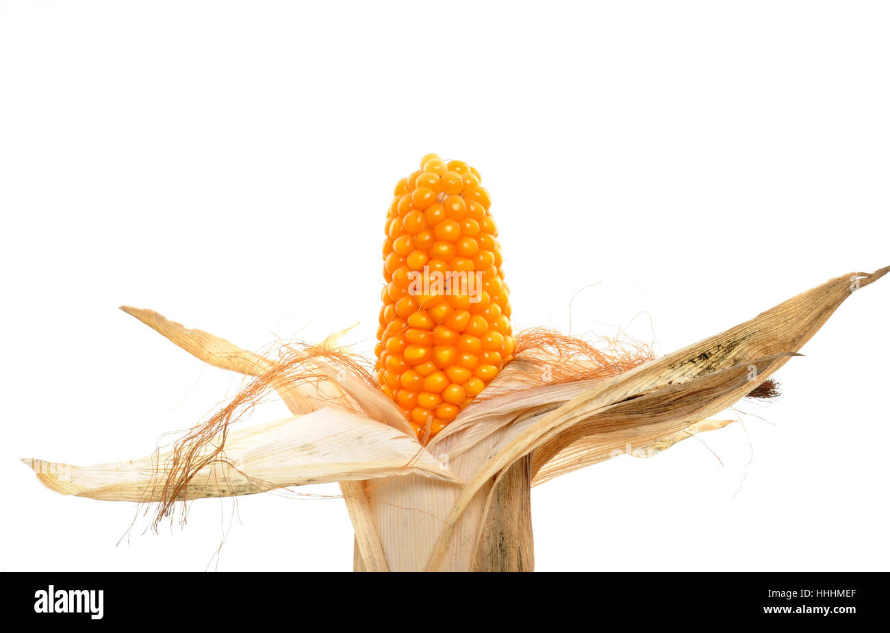 open, centre punch, corn, piston, corncob, cob, studio photography ...