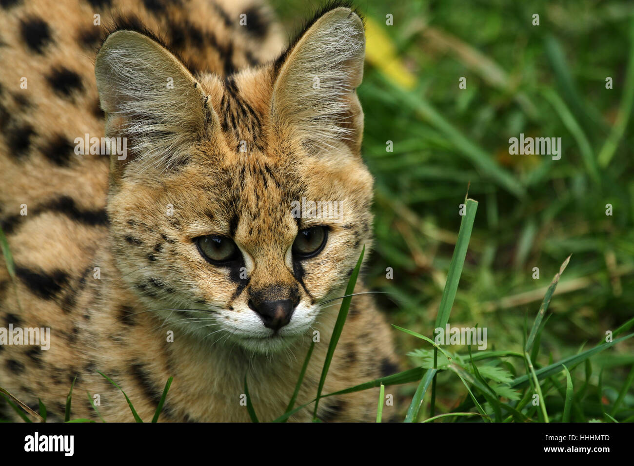 mammal, portrait, big cat, feline predator, predator, wildcat, mammal ...