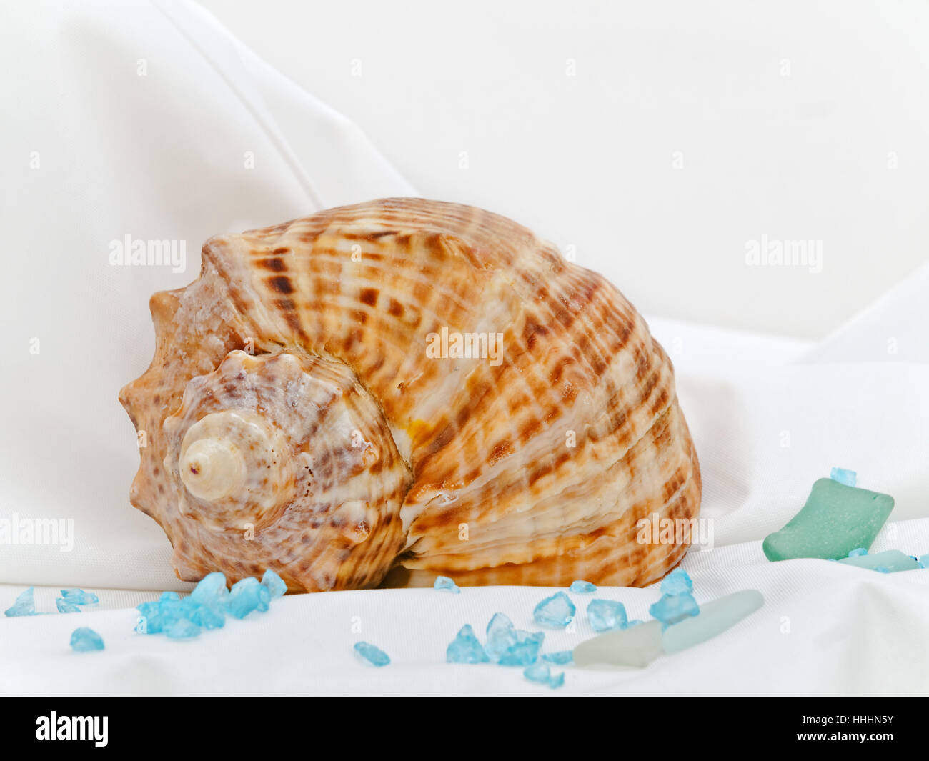 shell, beautiful, beauteously, nice, object, travel, beach, seaside ...