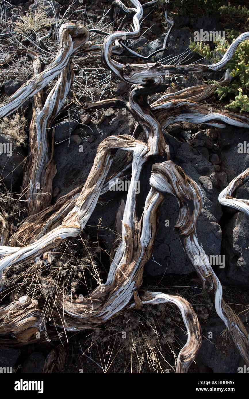 travel, detail, death, tree, desert, wasteland, wood, ground, soil ...