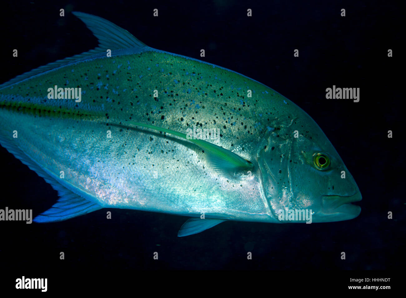 fish, underwater, egypt, dive, snorkel, mackerel, blue, danger, shine ...