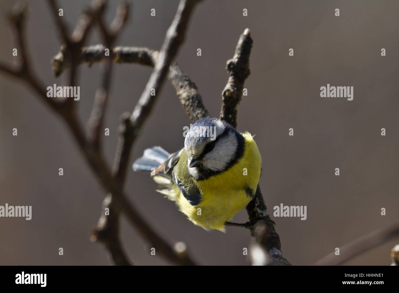 tree, animal, bird, birds, wildlife, titmouse, fly, flies, flys, flying ...