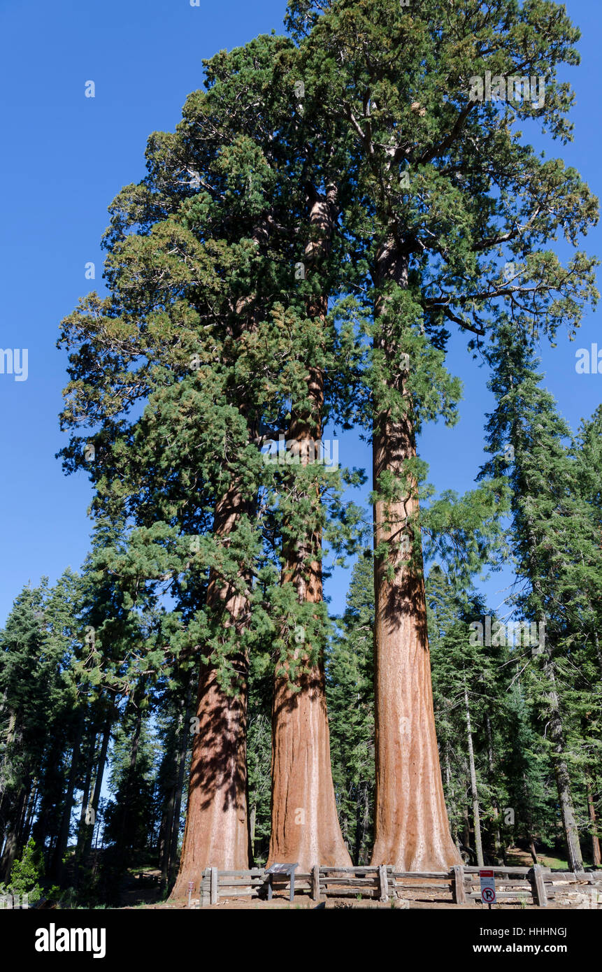 national park, redwood, environment, enviroment, colour, tree, park ...