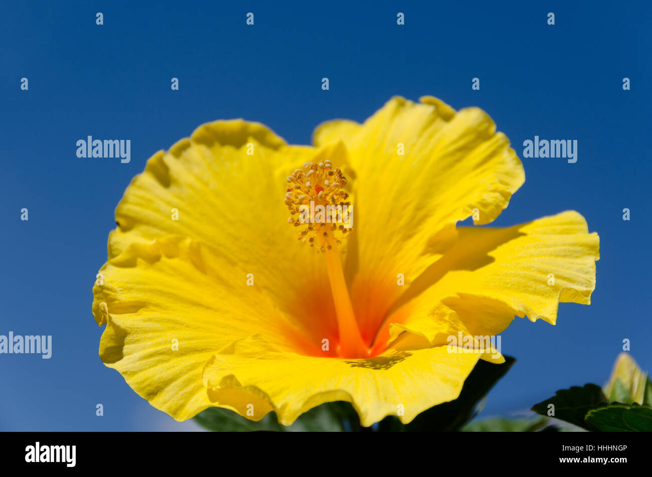 flower, plant, summer, summerly, hibiscus, firmament, sky, colors ...