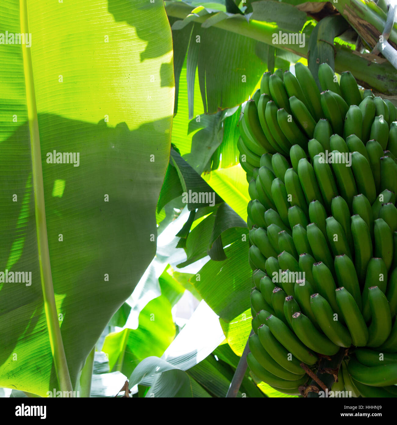 food, aliment, leaf, agricultural, sweet, tree, garden, flower, plant ...