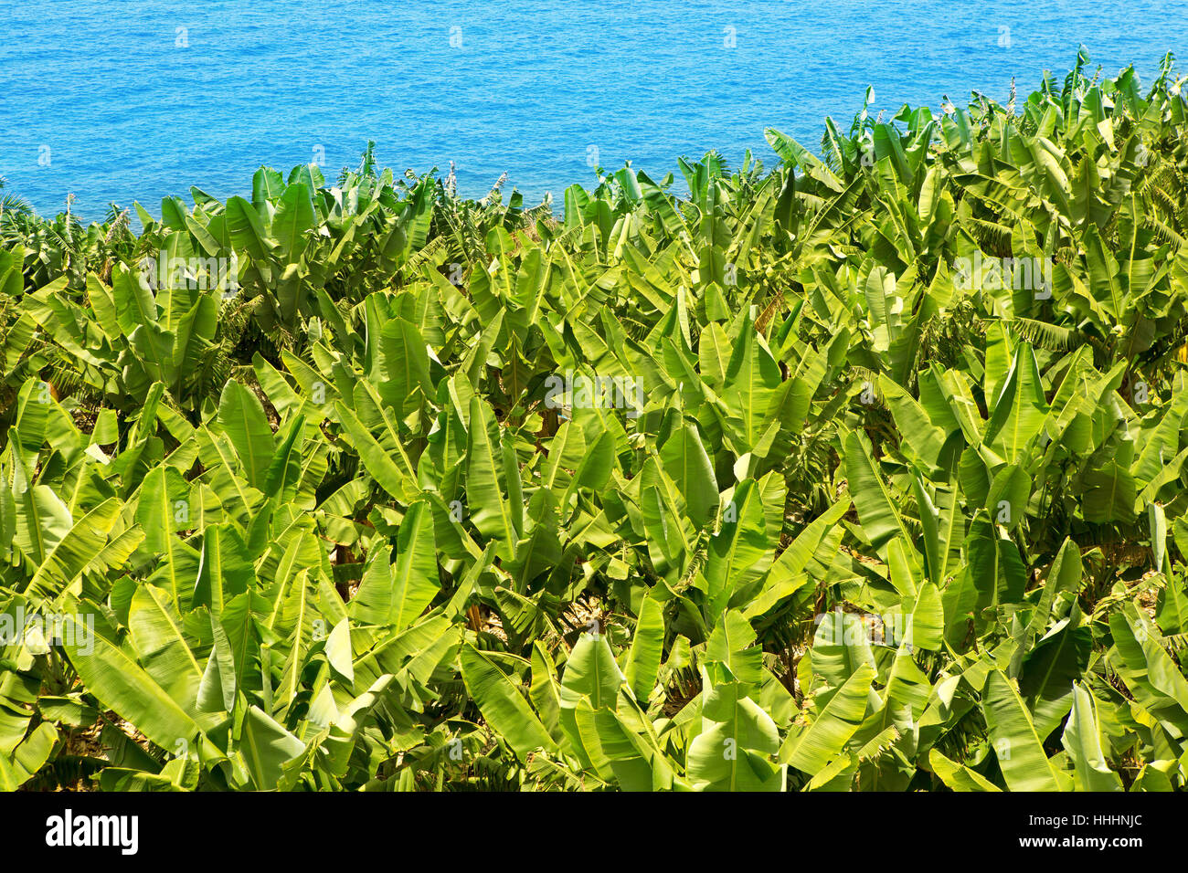 food, aliment, leaf, agricultural, sweet, tree, leaves, agriculture ...