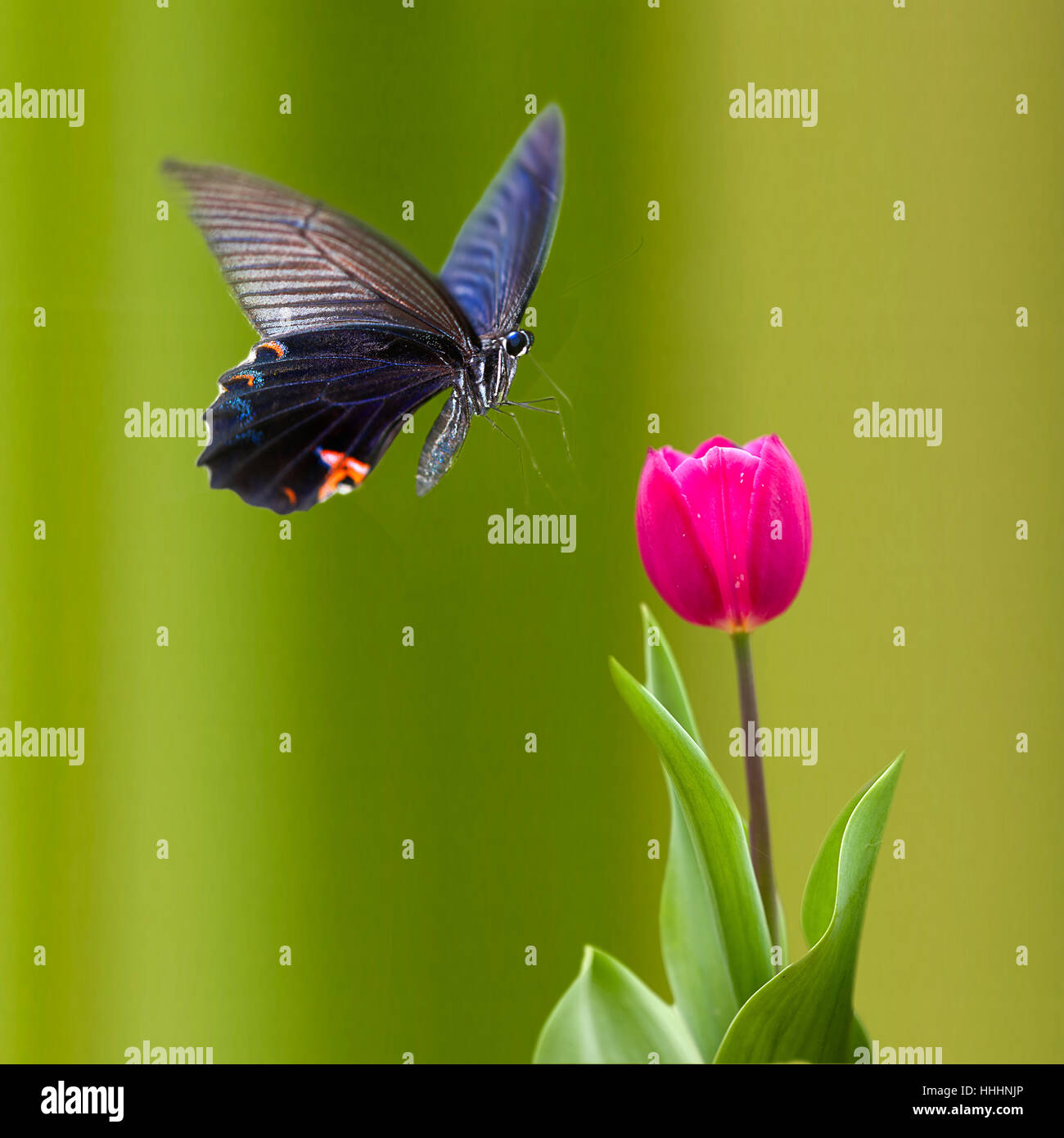 blue, beautiful, beauteously, nice, single, garden, animal, green ...