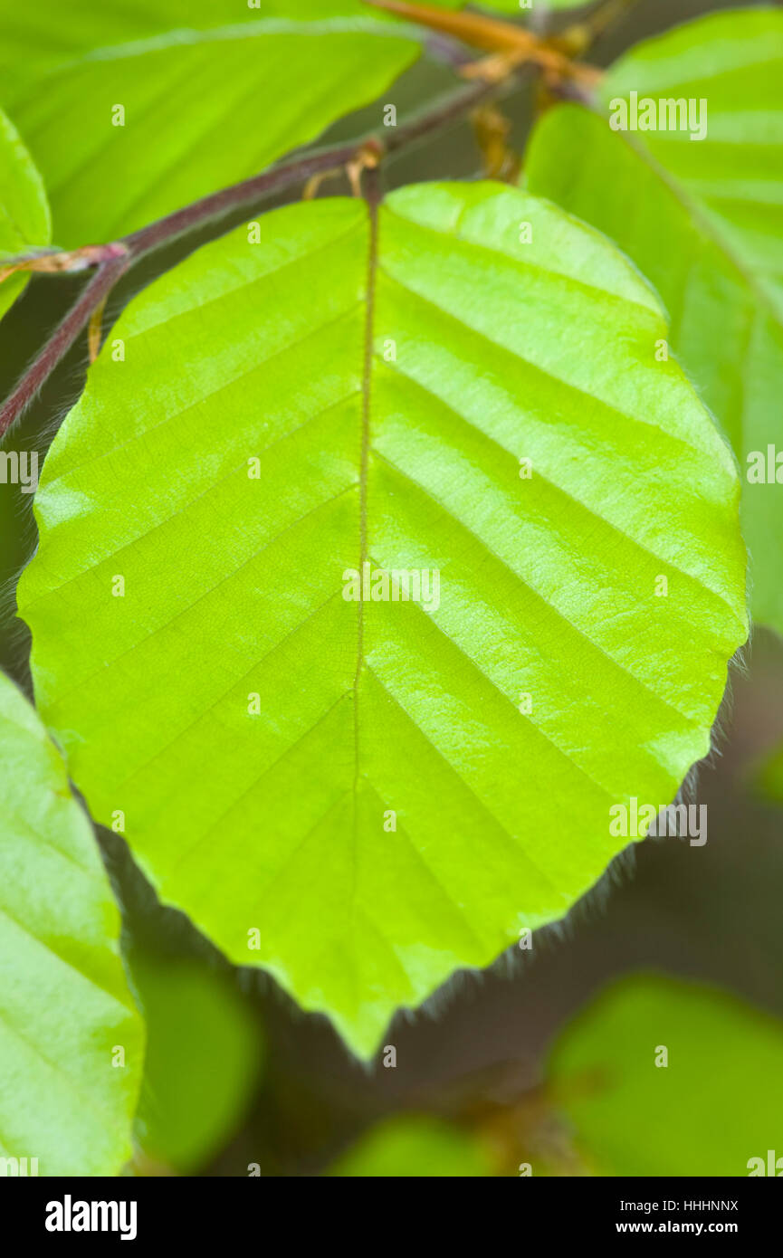 leaf, leaves, spring, bouncing, bounces, hop, skipping, frisks, jumping ...