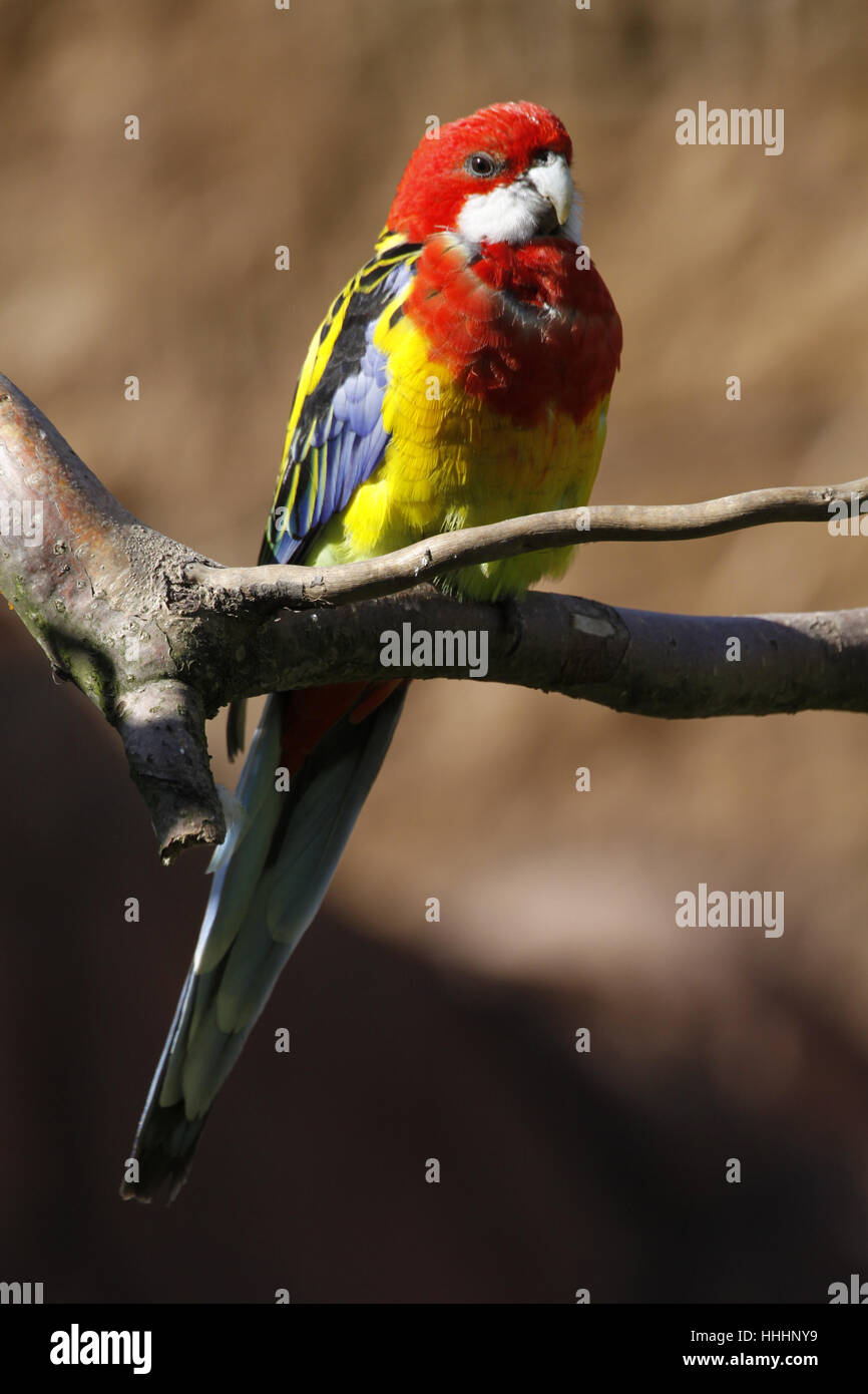 bird, birds, parakeet, parrot, blue, animal, pet, bird, coloured ...