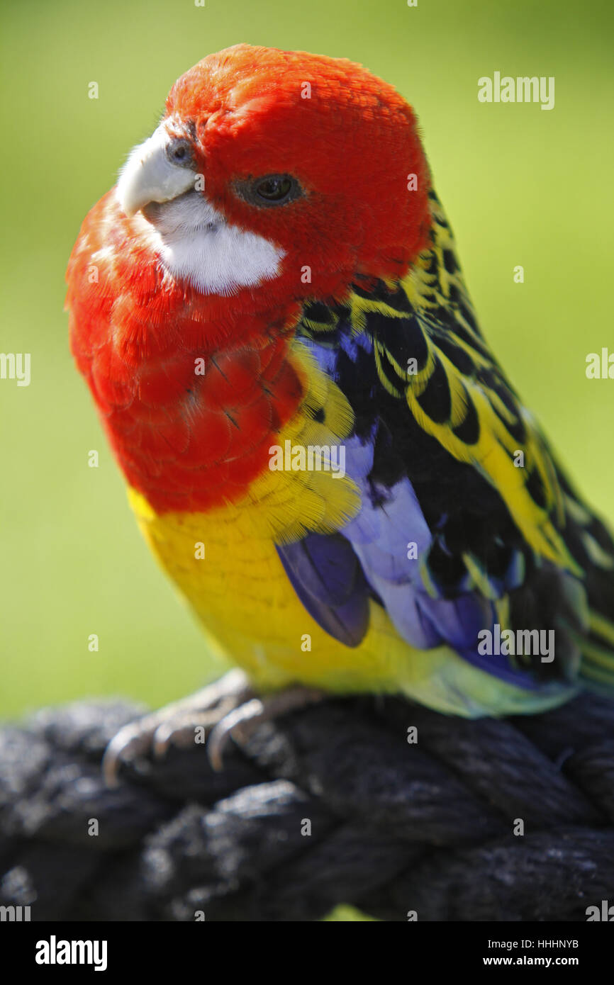 bird, birds, parakeet, parrot, blue, animal, pet, bird, coloured ...
