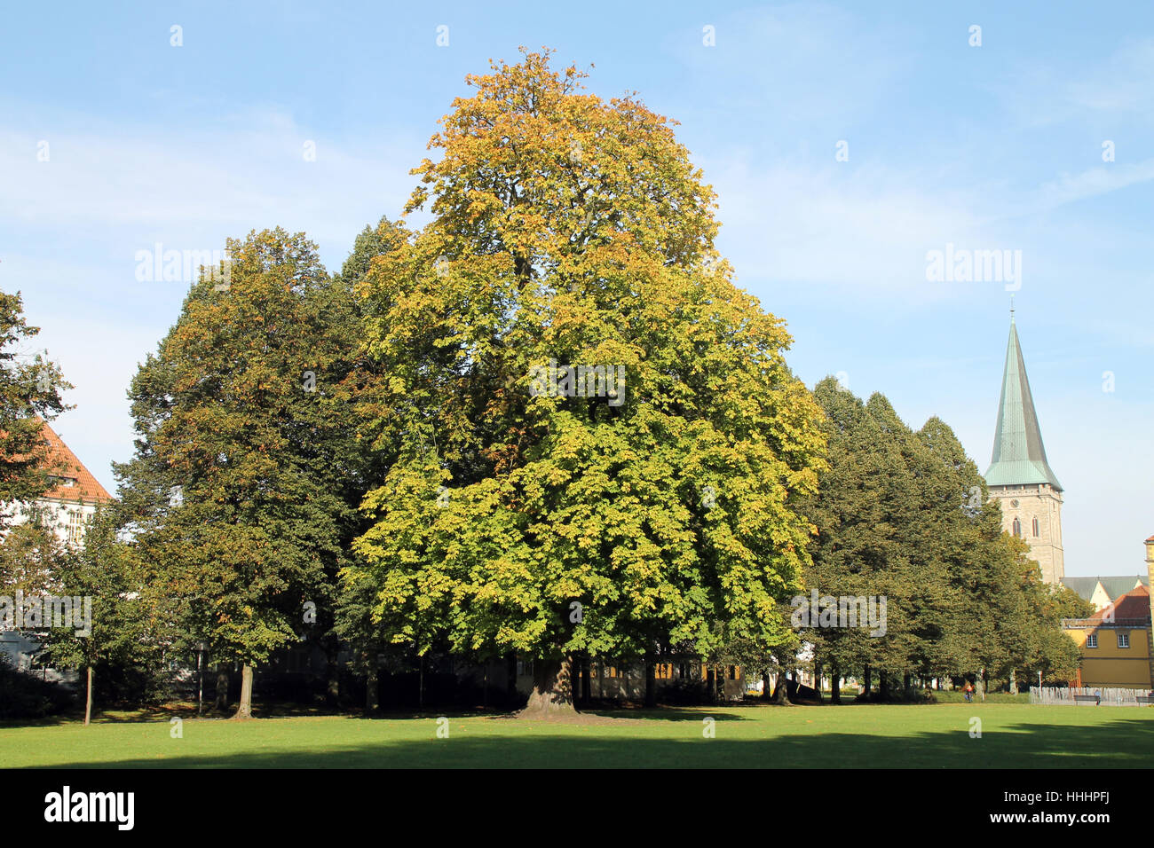 an autumn tree Stock Photo - Alamy