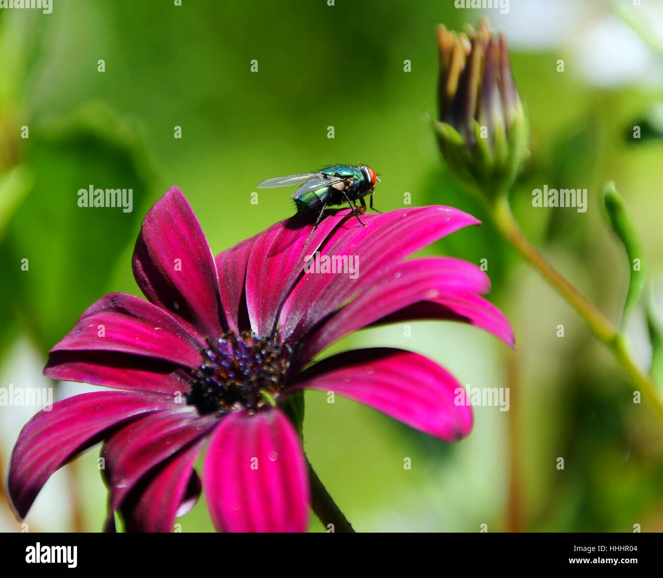 insect, bloom, blossom, flourish, flourishing, beetle, fly, wasp ...