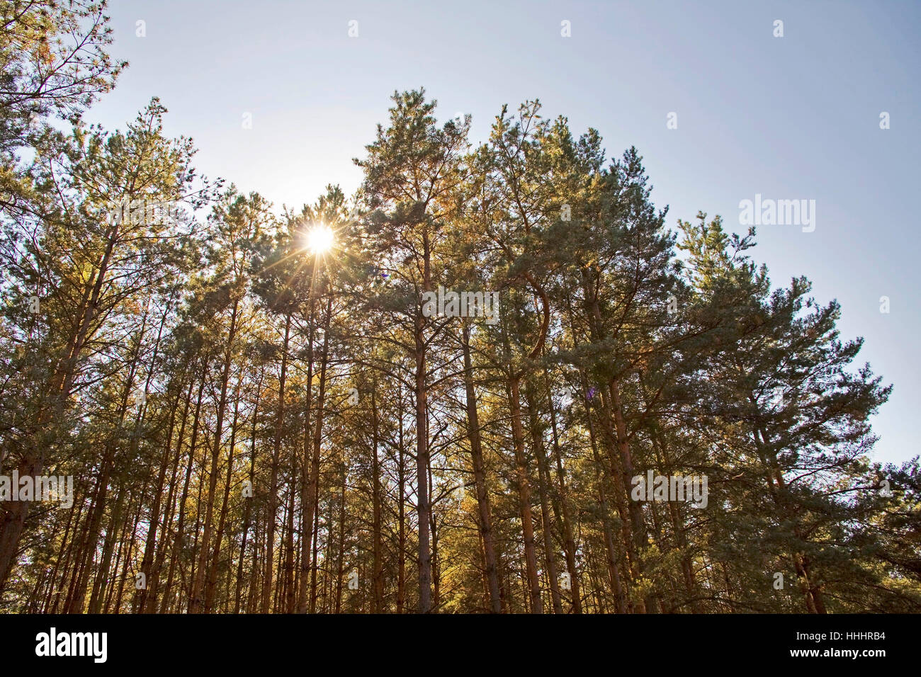 blue, tree, trees, fir, conifer forest, shining, firmament, sky ...