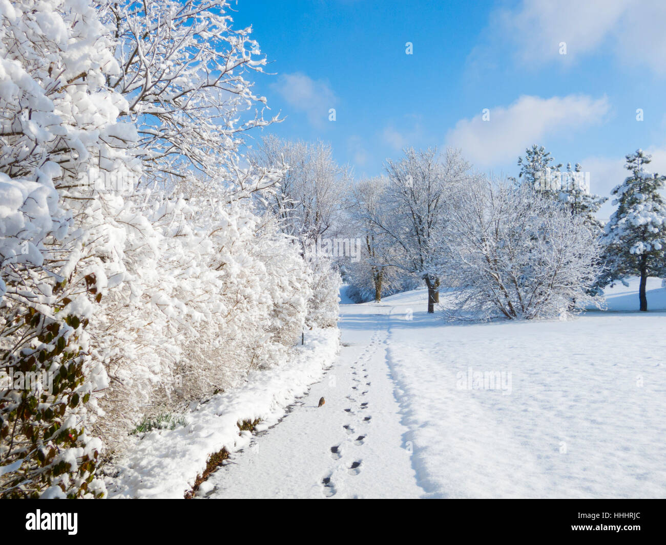 park, winter, snow, coke, cocaine, material, drug, anaesthetic ...