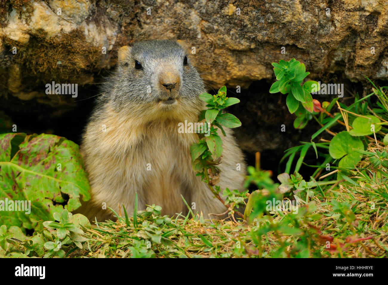 macro, close-up, macro admission, close up view, cave, rodent, france ...