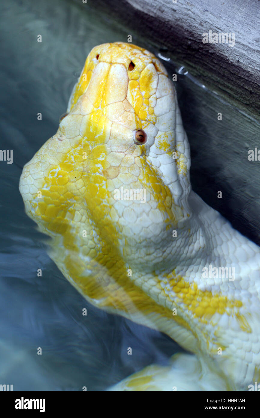 animal, pet, snake, captivity, python, water, reptile, zoo, albino ...