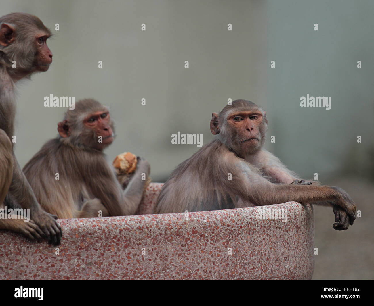 animals, monkey, mammals, gesturing, bandar, scene, animal, mammal ...