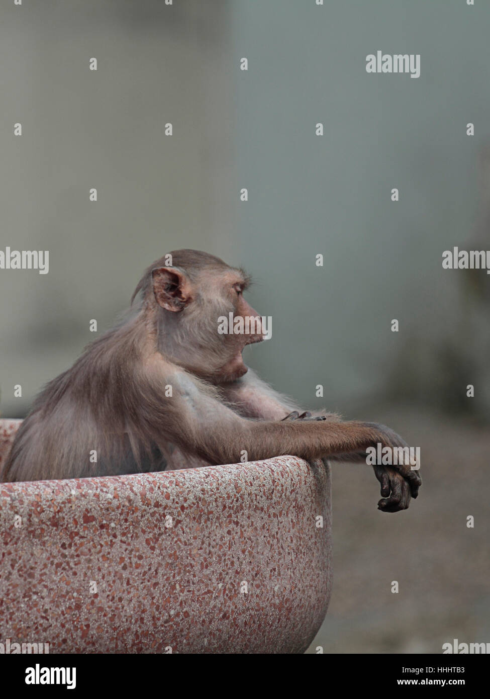 animals, monkey, mammals, gesturing, bandar, scene, animal, mammal ...