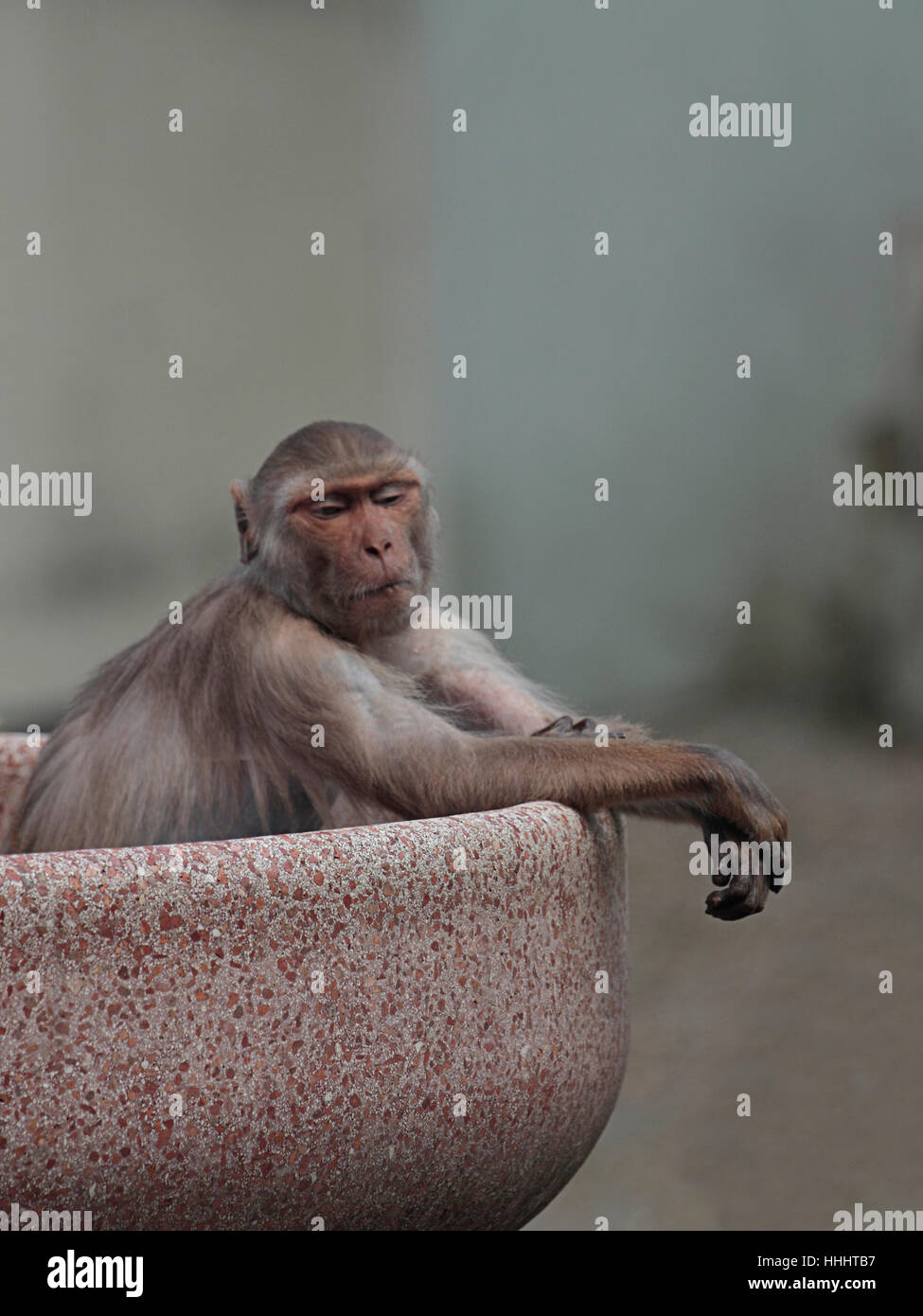 animals, monkey, mammals, gesturing, bandar, scene, animal, mammal ...