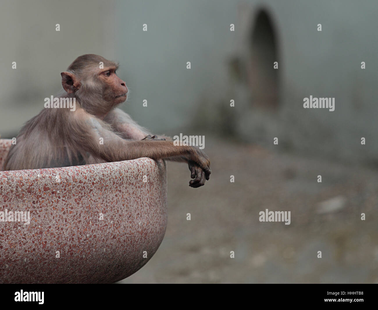 animals, monkey, mammals, gesturing, bandar, scene, animal, mammal ...