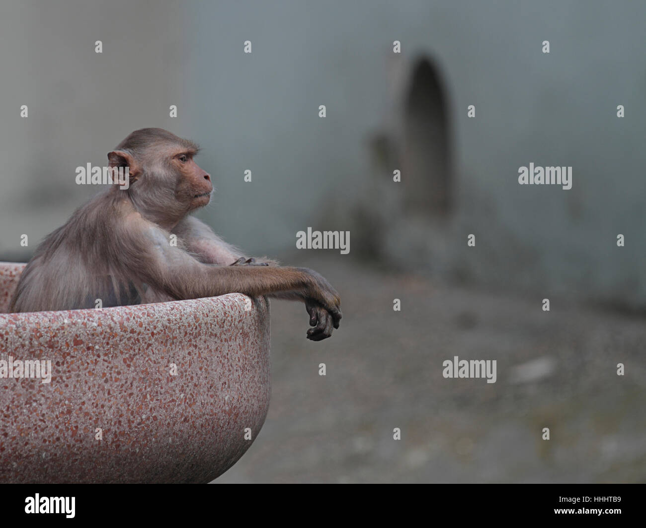 animals, monkey, mammals, gesturing, bandar, scene, animal, mammal ...