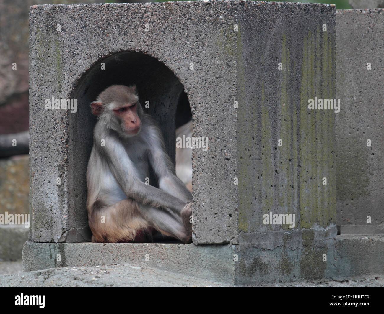 animals, monkey, mammals, gesturing, bandar, scene, animal, mammal ...