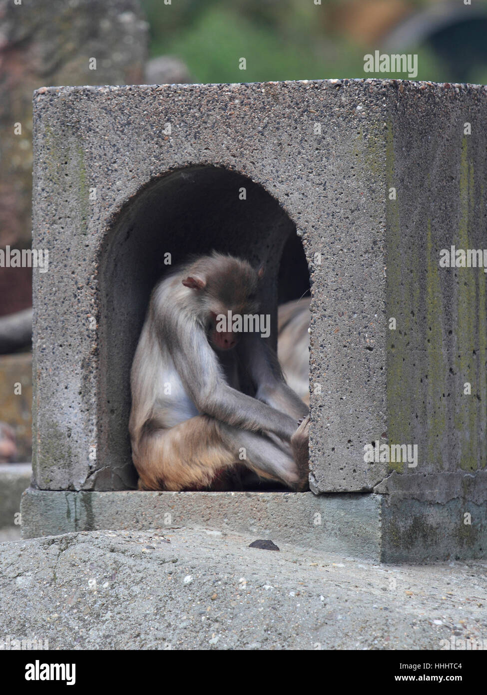 animals, monkey, mammals, gesturing, bandar, scene, animal, mammal ...