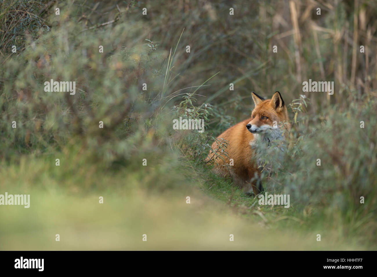 Red Fox / Rotfuchs ( Vulpes vulpes ) sitting, hiding between bushes ...
