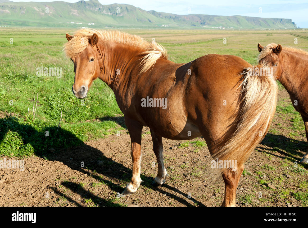 environment, enviroment, horse, animal, environment, enviroment, horse ...