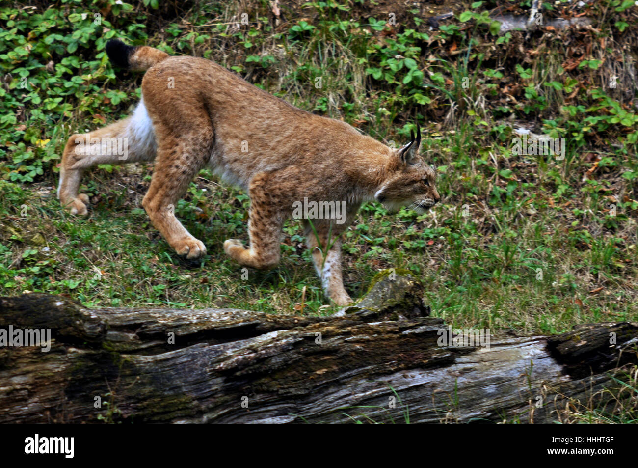 animal, mammal, big cat, feline predator, predator, cat, lynx, pussycat ...