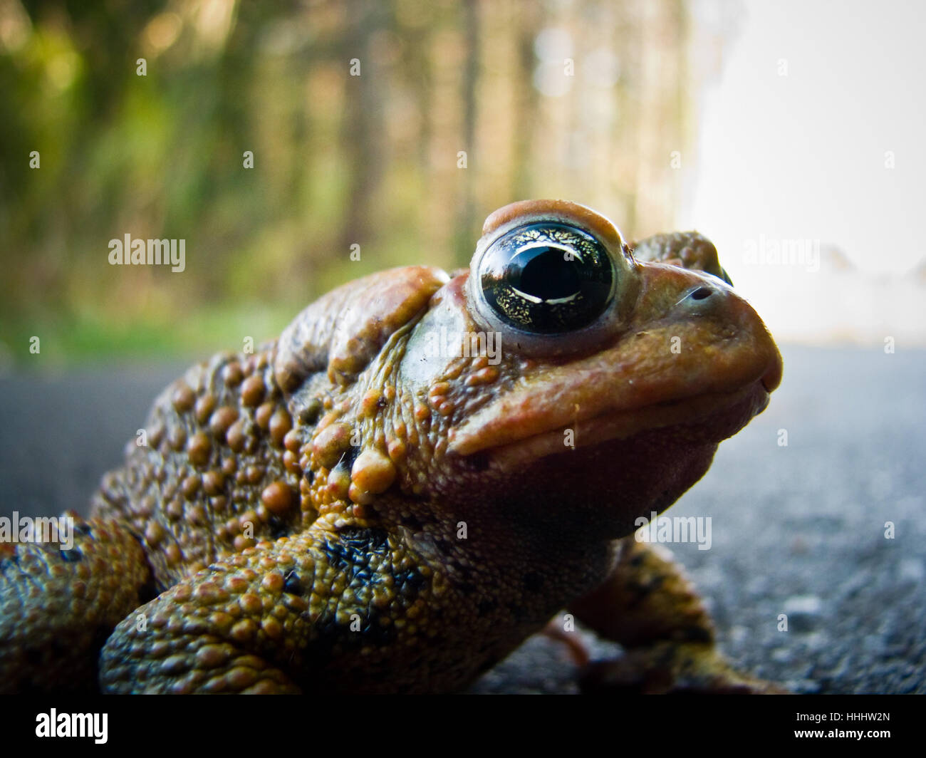 amphibian, wildlife, toad, outdoors, nature, animal, eye, organ, skin ...