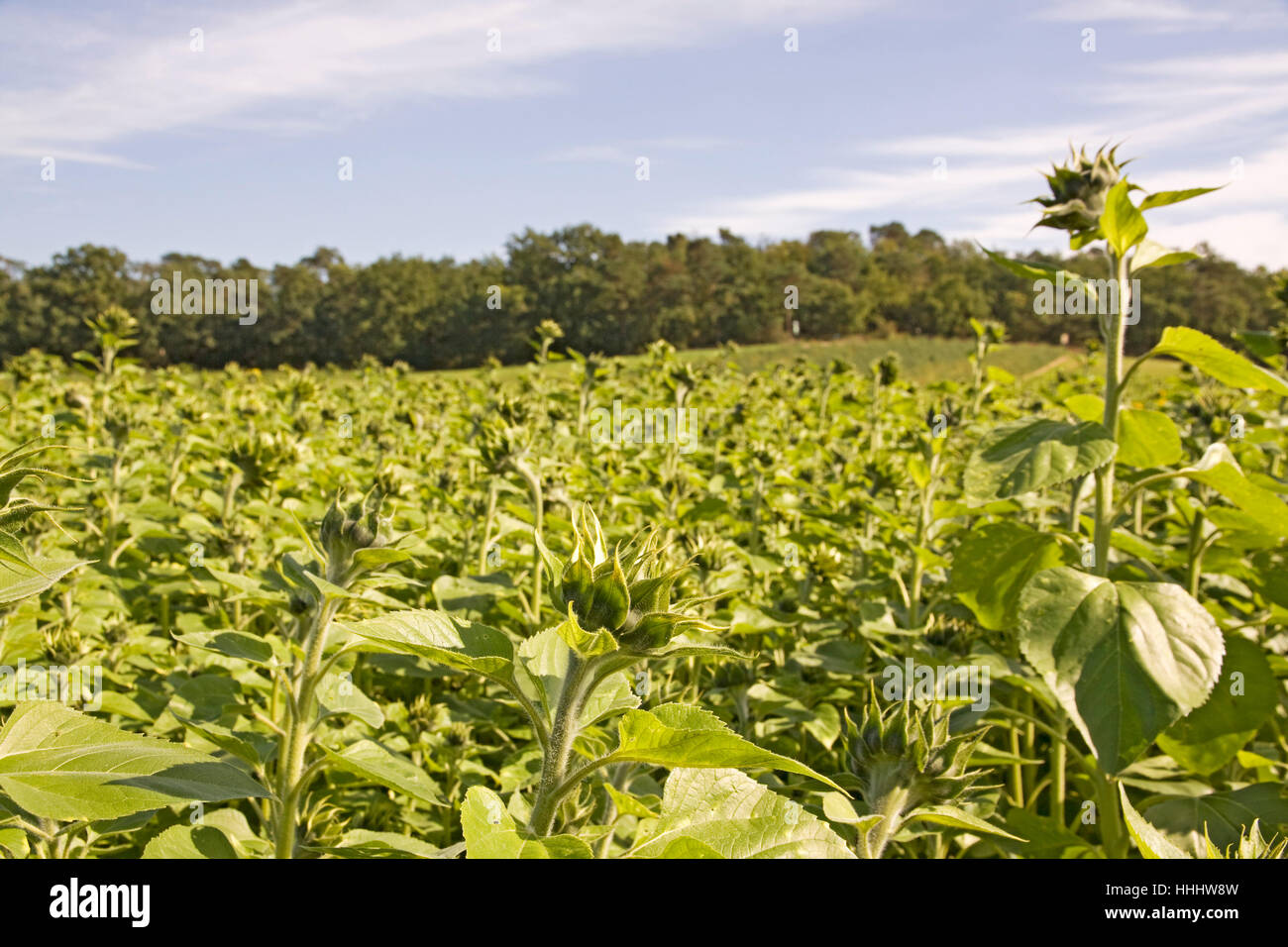 environment, enviroment, horizon, agriculture, farming, field, flower ...