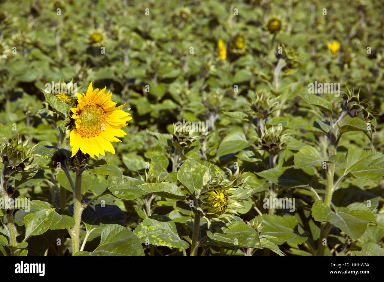 environment, enviroment, bloom, blossom, flourish, flourishing ...