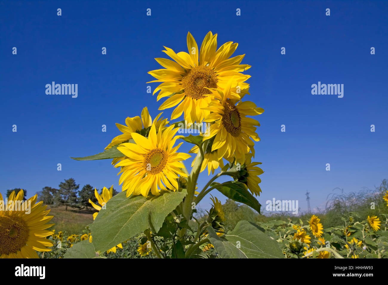 blue, beautiful, beauteously, nice, leaf, closeup, flower, plant, bloom ...
