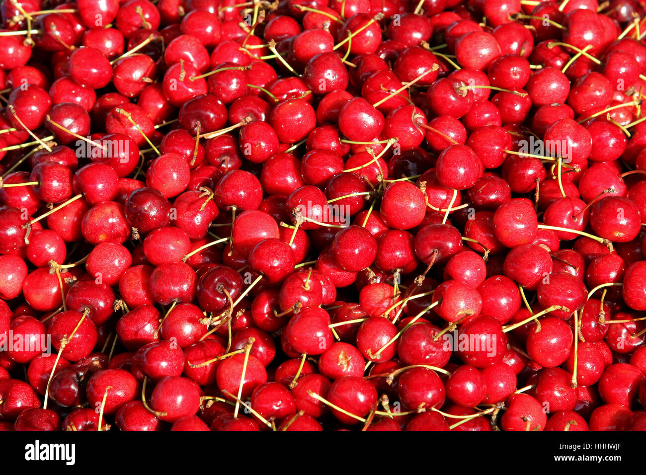 freshly picked cherries Stock Photo - Alamy