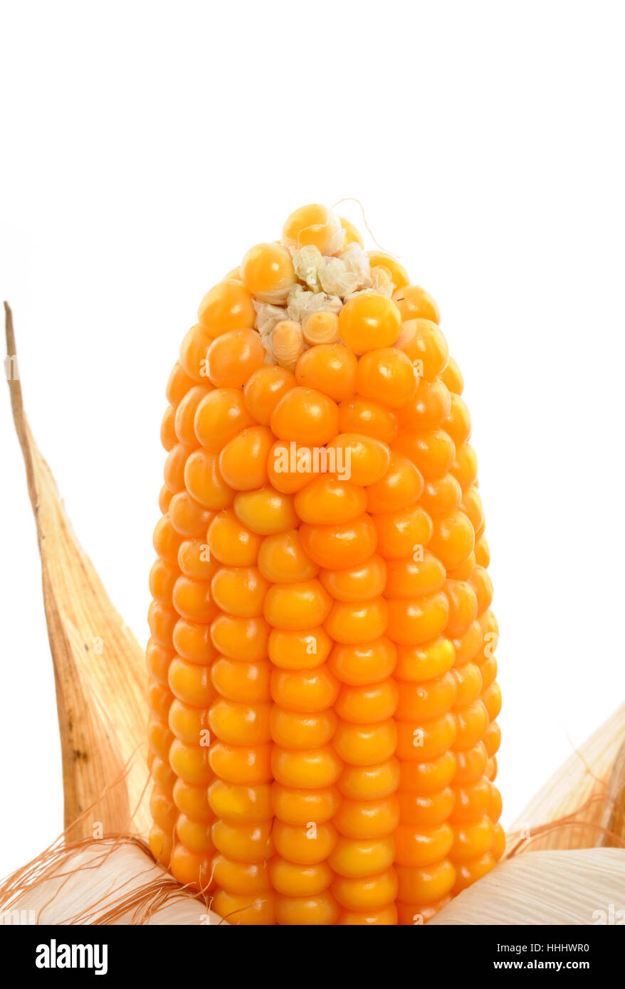 corn, piston, corncob, cob, studio photography, agriculture, farming ...