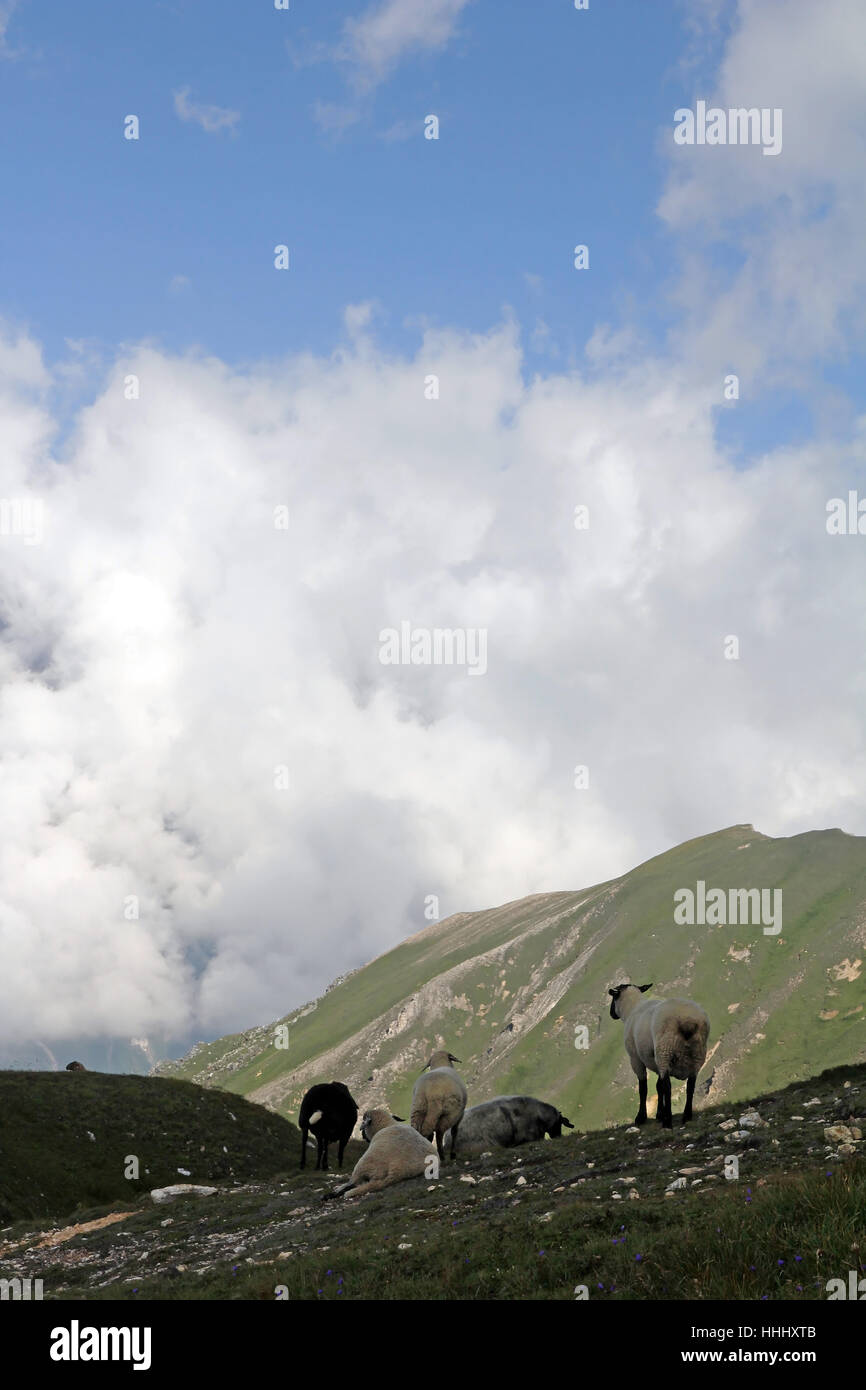 Alp lives hi-res stock photography and images - Alamy