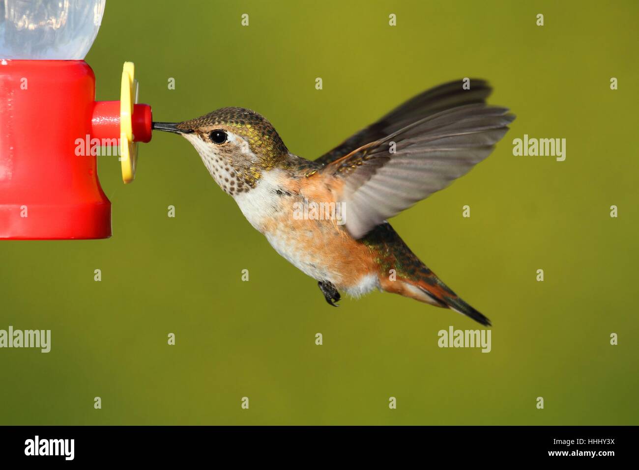 birds, hummingbird, nature, animal, bird, fauna, wild, birds, wing ...