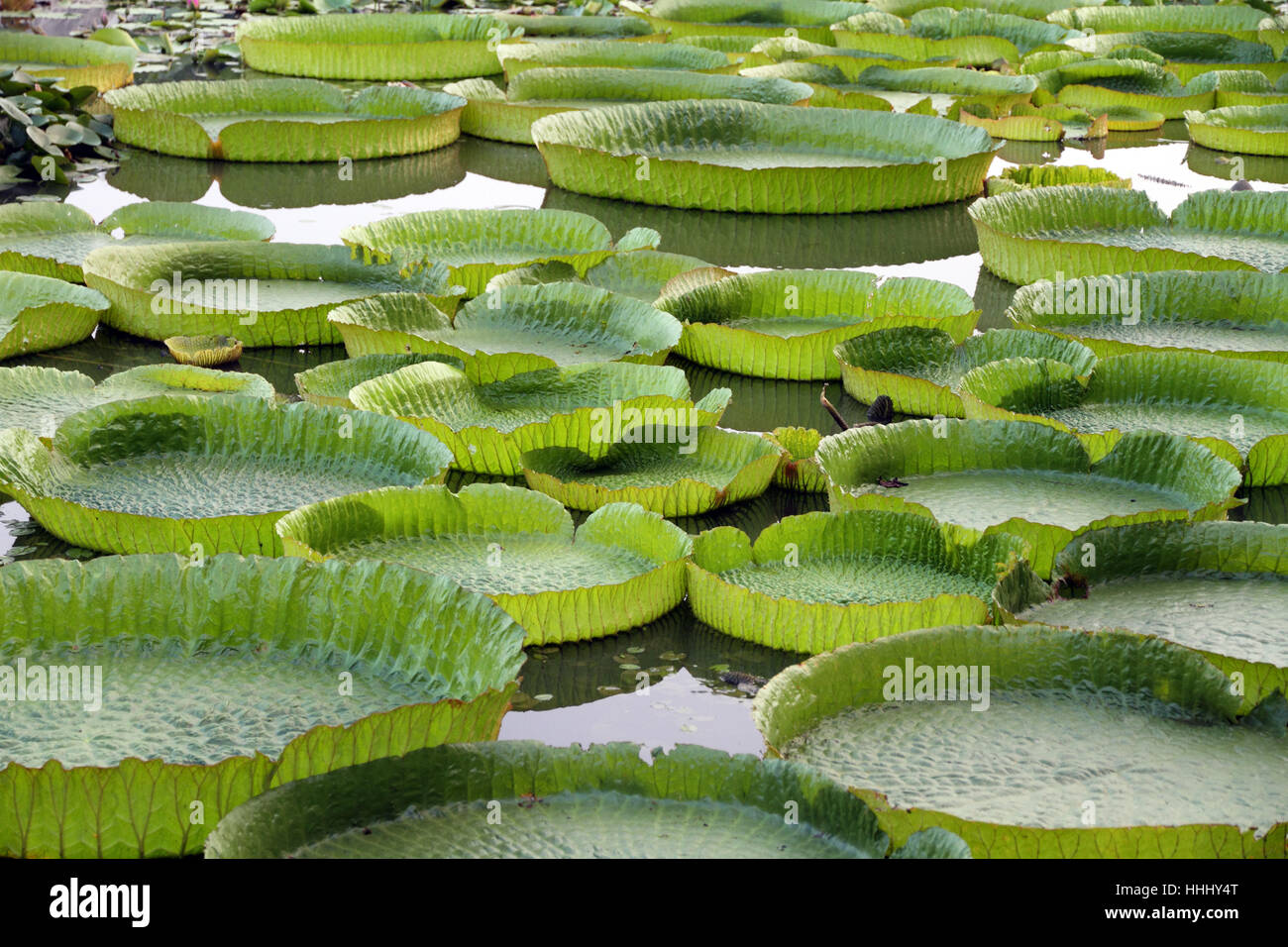 leaf, swamp, jungle, tropical, rainforest, rain forest, forest ...