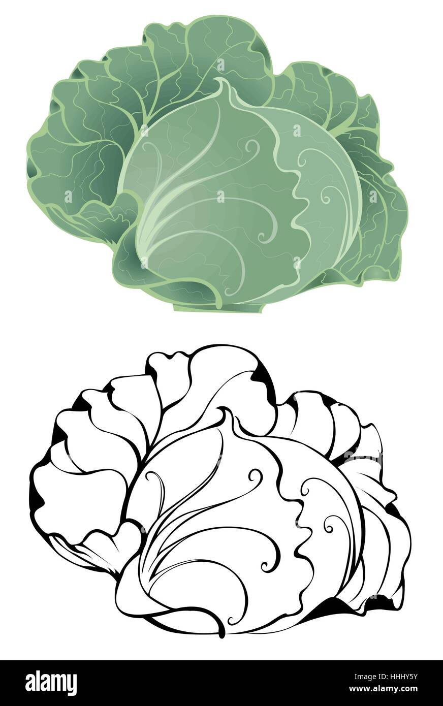 Cabbage leaf drawing hi-res stock photography and images - Alamy