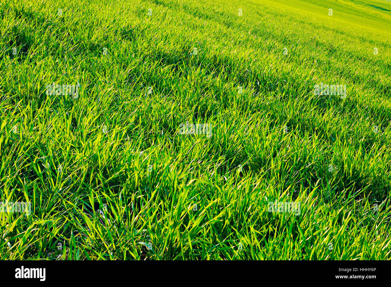 agriculture, farming, field, look, glancing, see, view, looking ...
