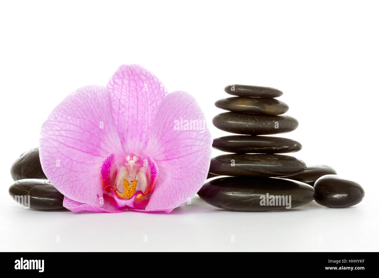 stone, flower, plant, purple, pebbles, spa, mineral spring, medicinal ...