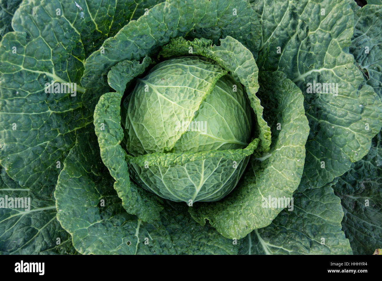 food, aliment, environment, enviroment, agriculture, farming, vegetable ...