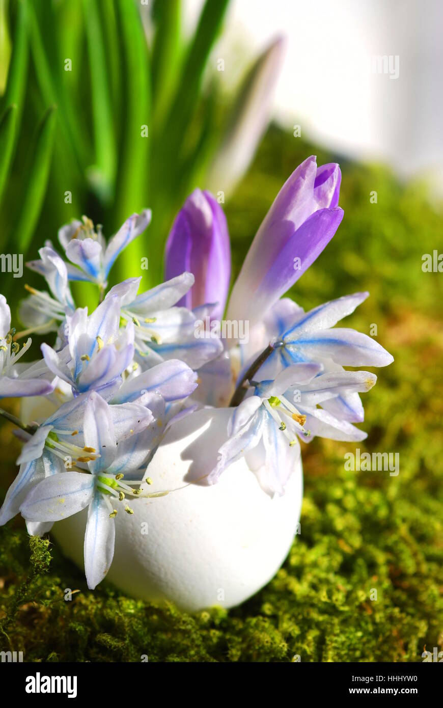 flower arrangements, easter, eggshell, detail, closeup, garden, bed ...