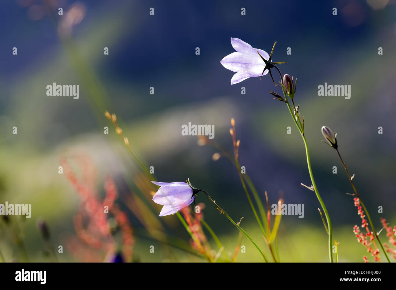 blue, flower, plant, bloom, blossom, flourish, flourishing, flora ...