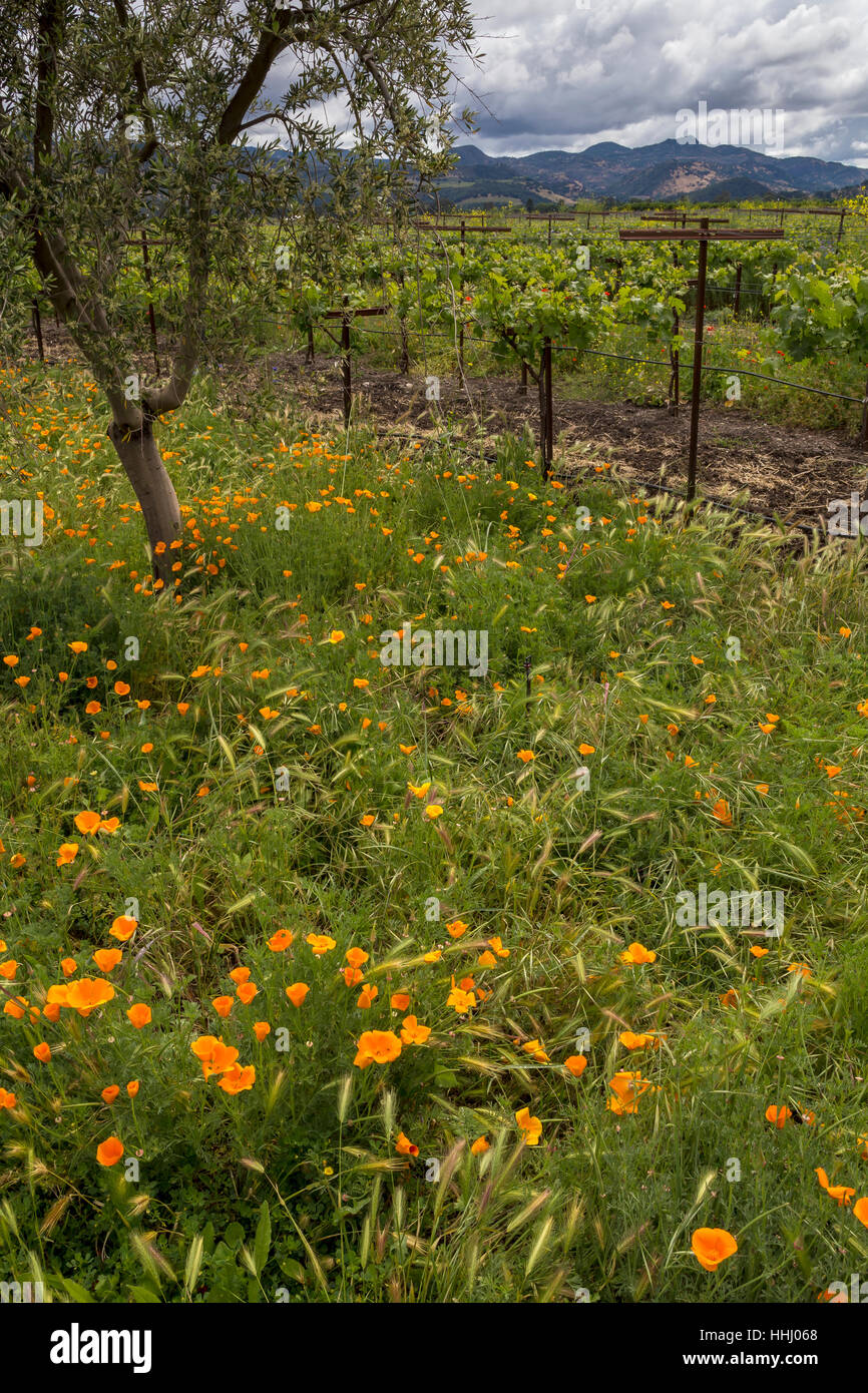 California poppy, Rutherford Road, Rutherford, Napa Valley, Napa County ...