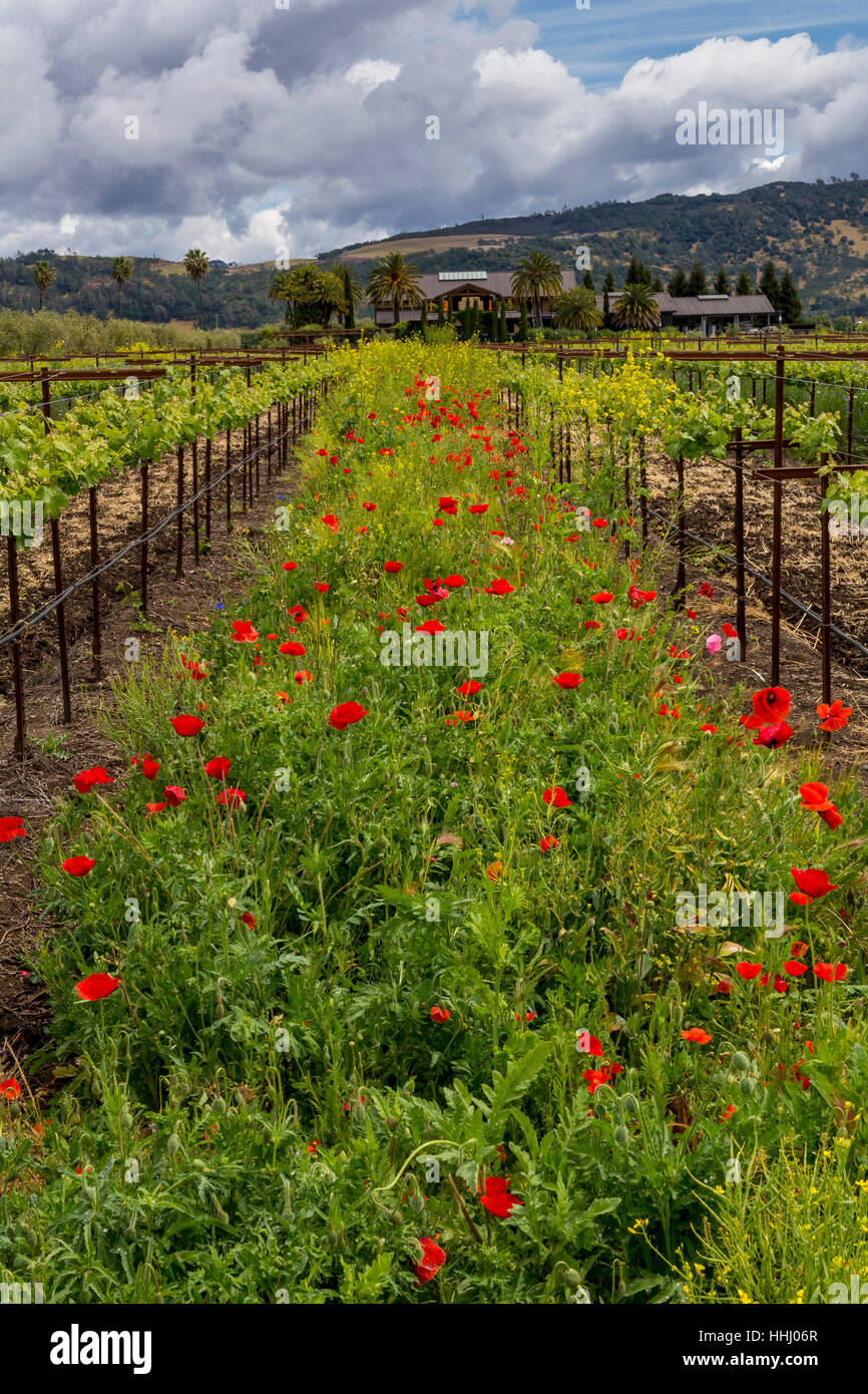California poppy, California poppies, red poppy flowers, wildflowers ...
