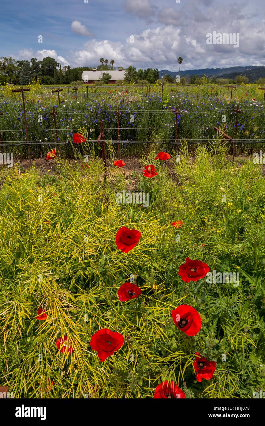 California poppy, California poppies, red poppy flowers, wildflowers ...